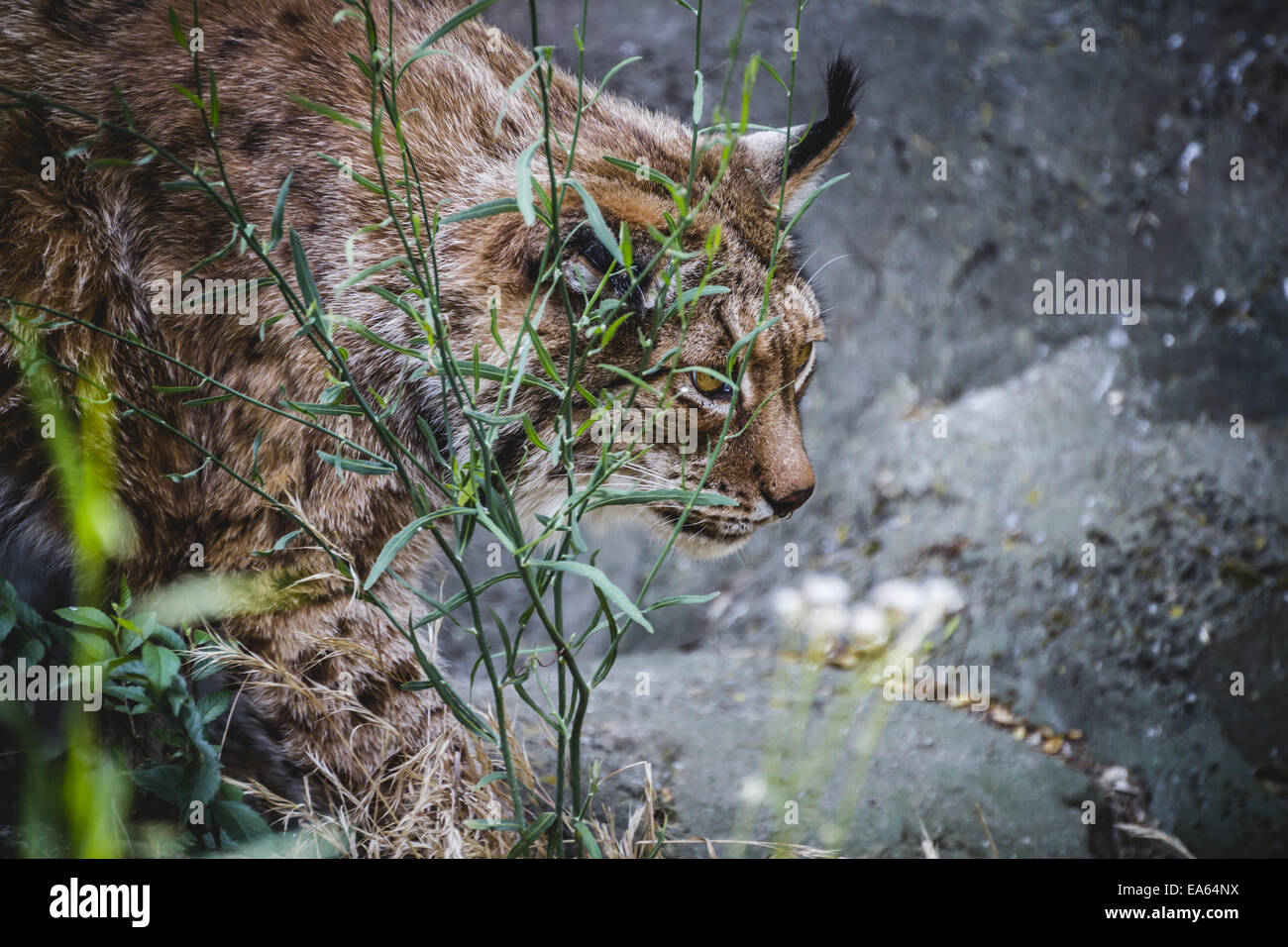 Iberian lynx hi-res stock photography and images - Alamy
