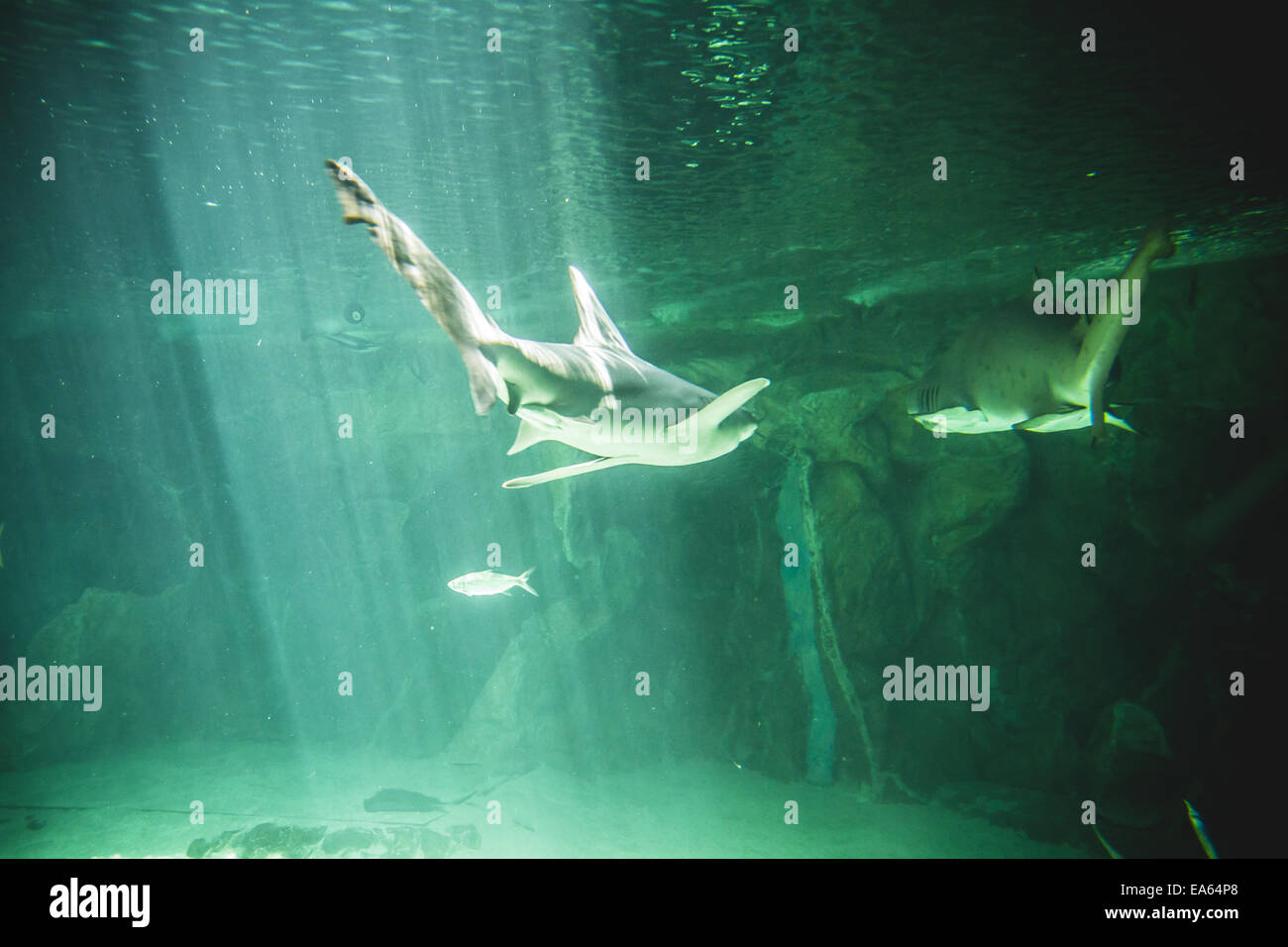 Great white shark fish under hi-res stock photography and images - Alamy