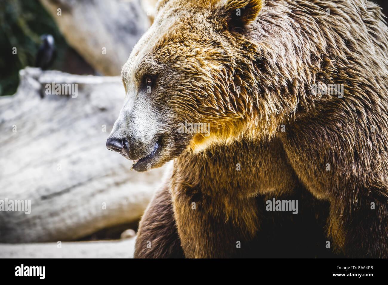 Furry bear hi-res stock photography and images - Alamy