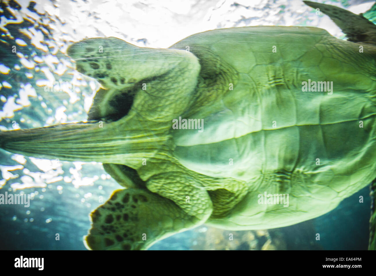 huge turtle swimming under the sea Stock Photo - Alamy
