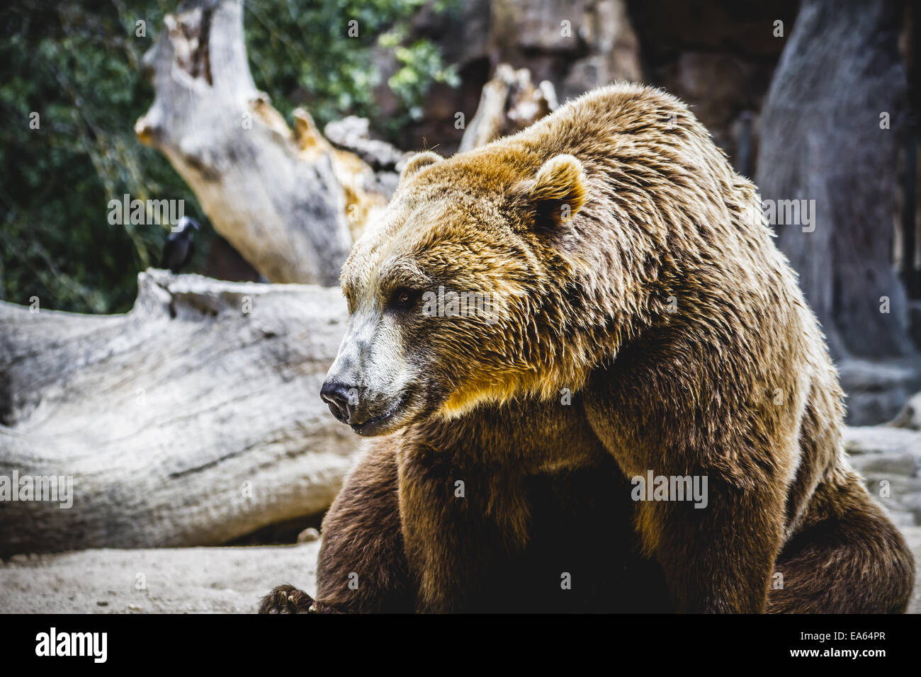 Brown bear laying hi-res stock photography and images - Alamy
