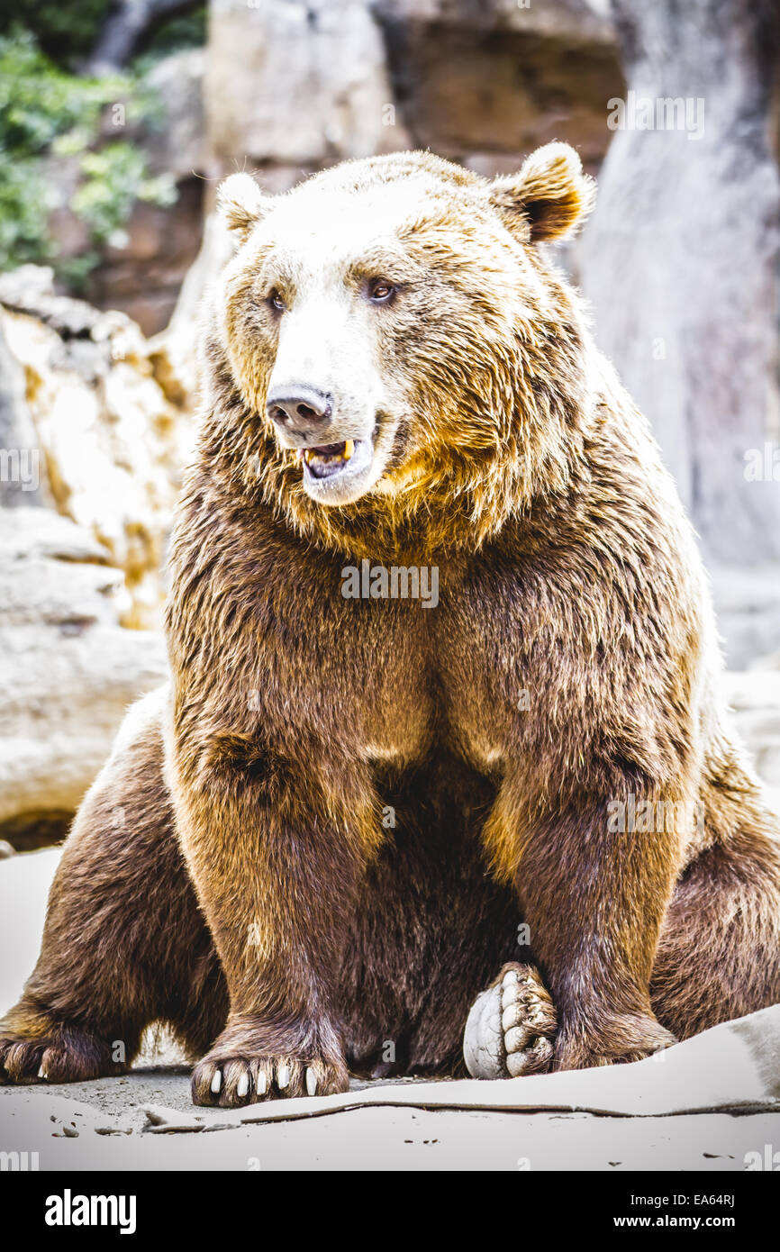 Beautiful brown bear hi-res stock photography and images - Alamy