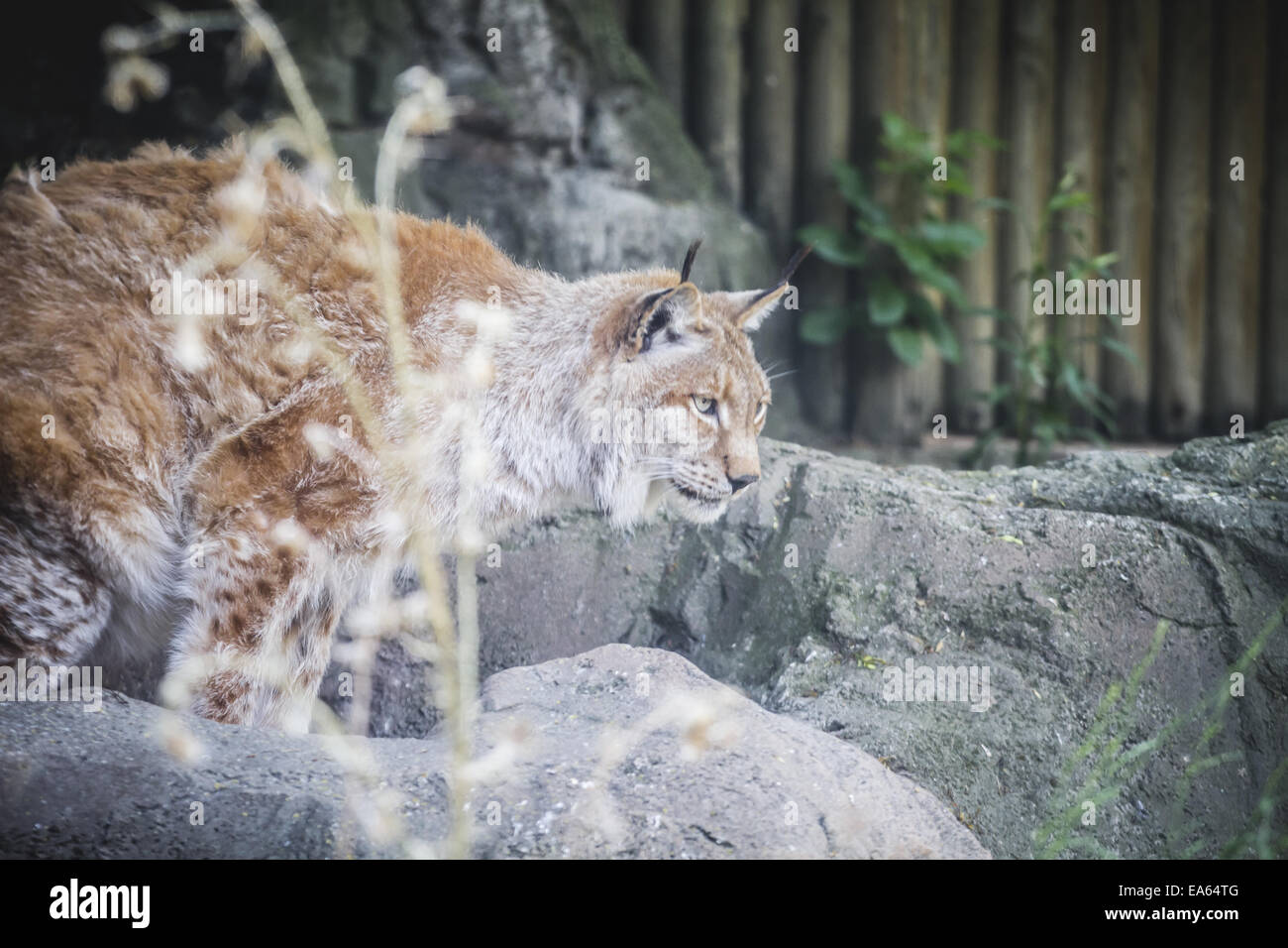 Iberian Lynx Food Web