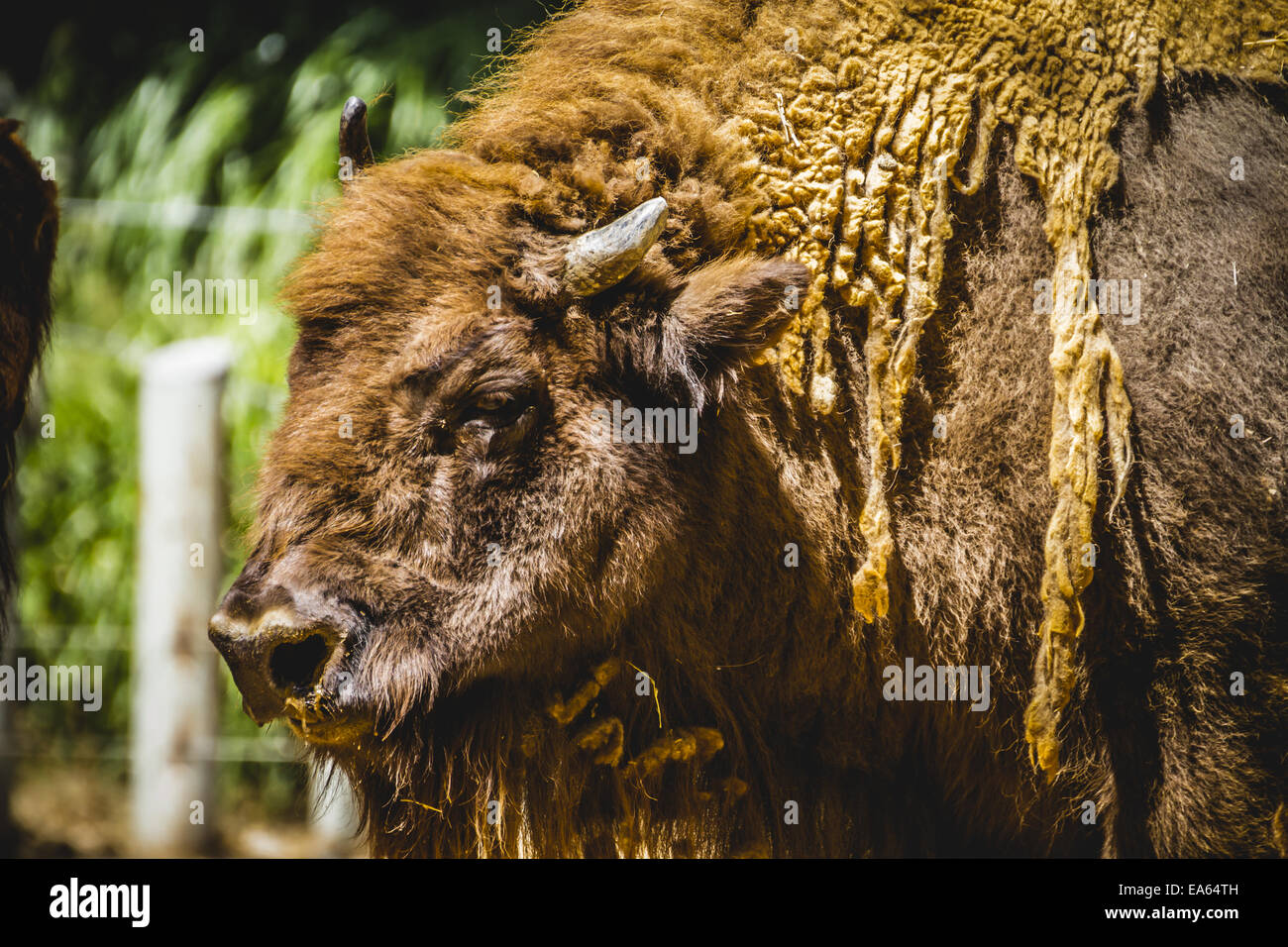 buffalo, great and mighty bison, america Stock Photo - Alamy
