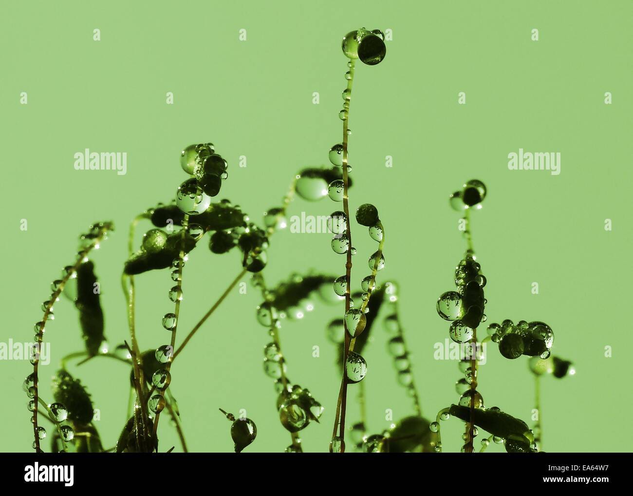 Wet leaves waterdrops hi-res stock photography and images - Alamy