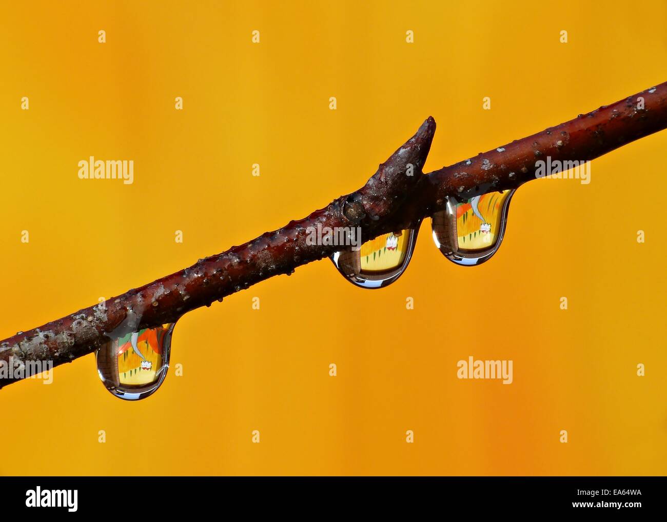 Waterdrops at morning hi-res stock photography and images - Alamy