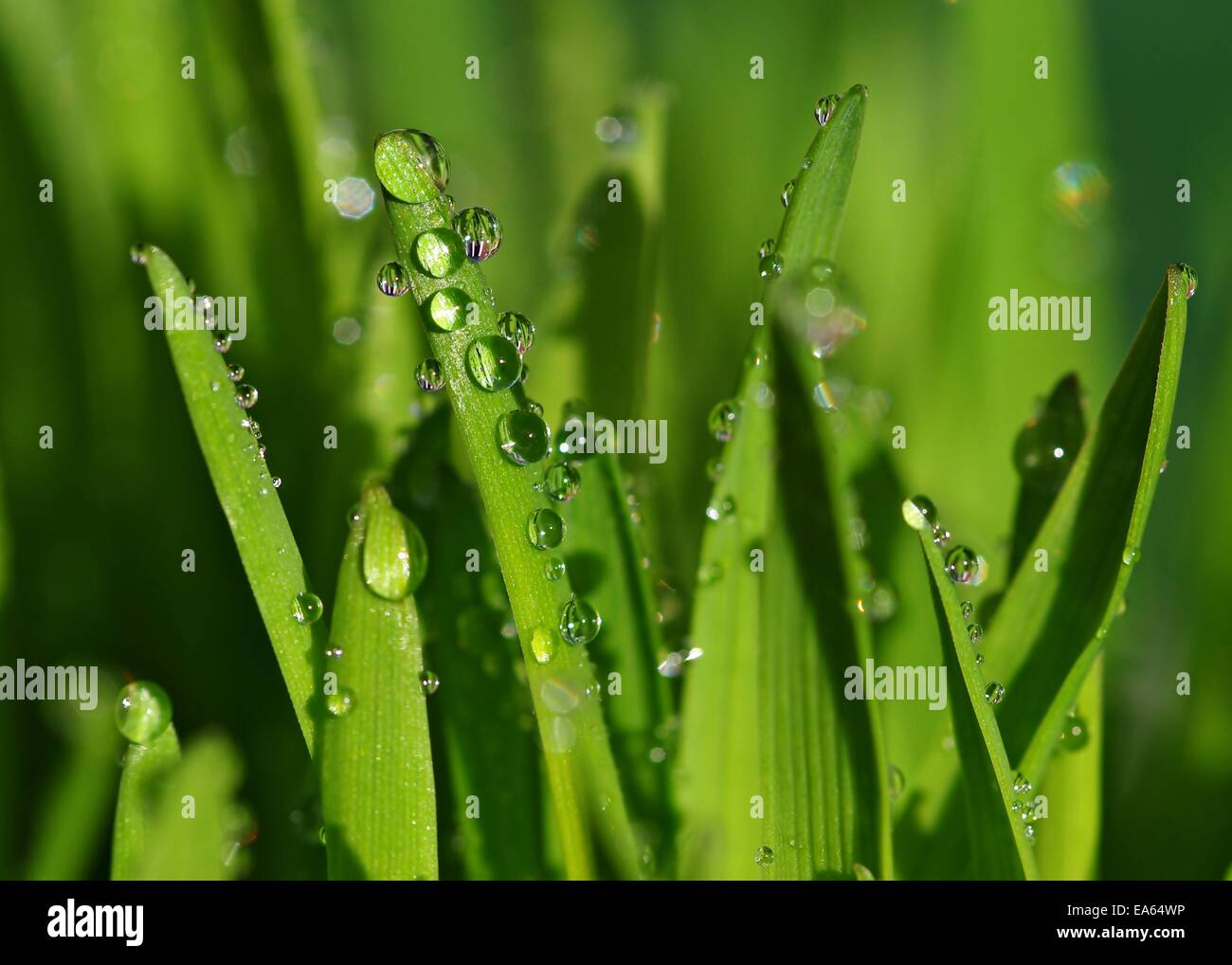Grass with drops Stock Photo - Alamy