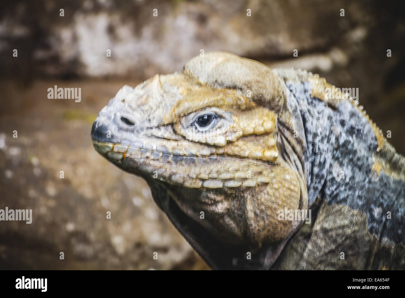 scaly lizard skin resting in the sun Stock Photo - Alamy