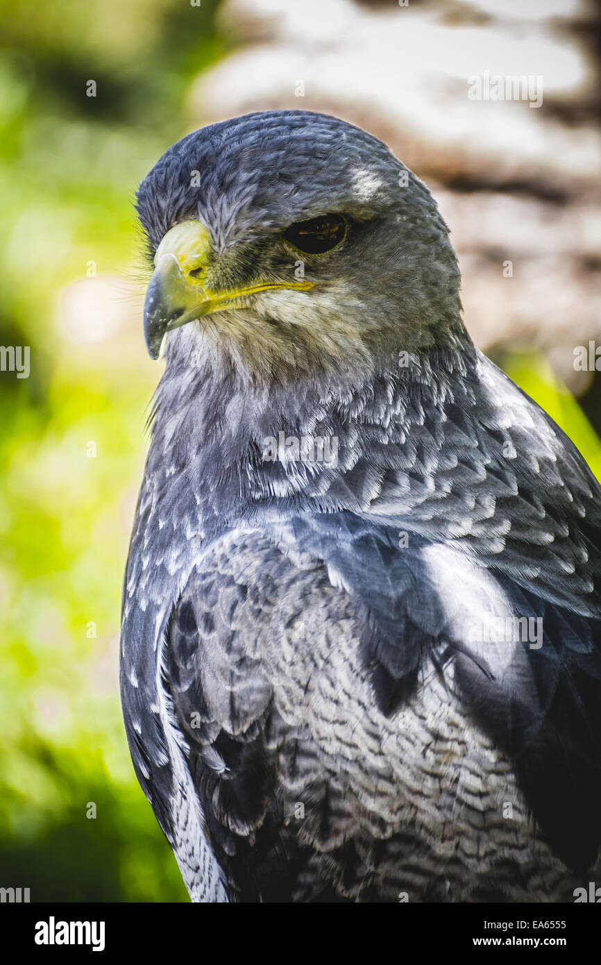 Spanish falcon in a medieval fair raptors Stock Photo - Alamy