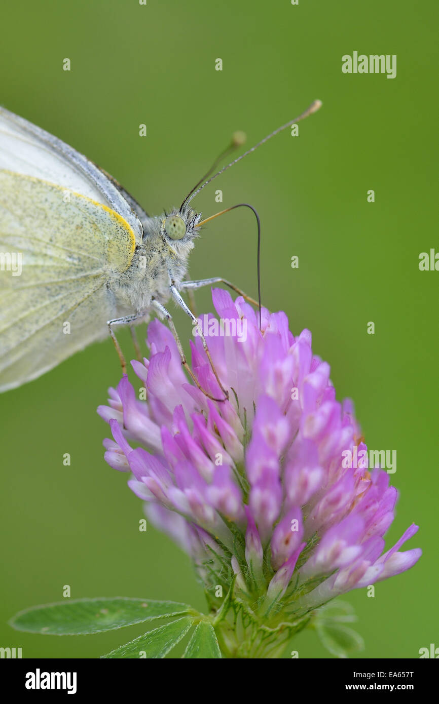 Large white hi-res stock photography and images - Alamy