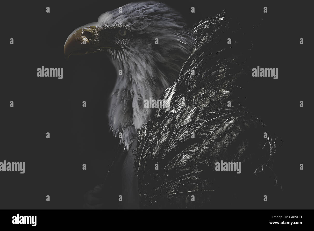 Eagle man wearing jacket golden feathers Stock Photo - Alamy