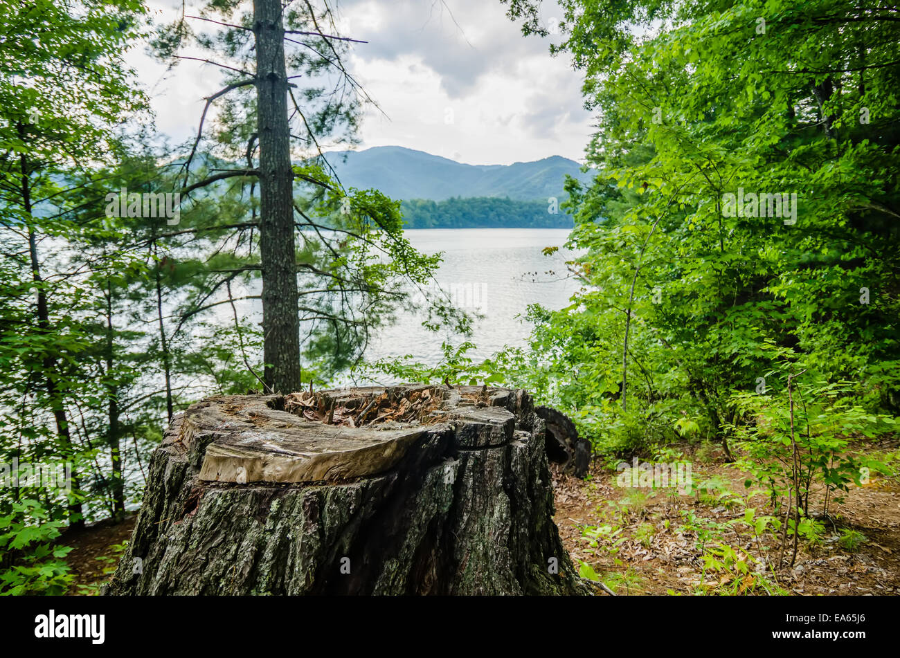 tree stumps sticking out by the lake front Stock Photo - Alamy