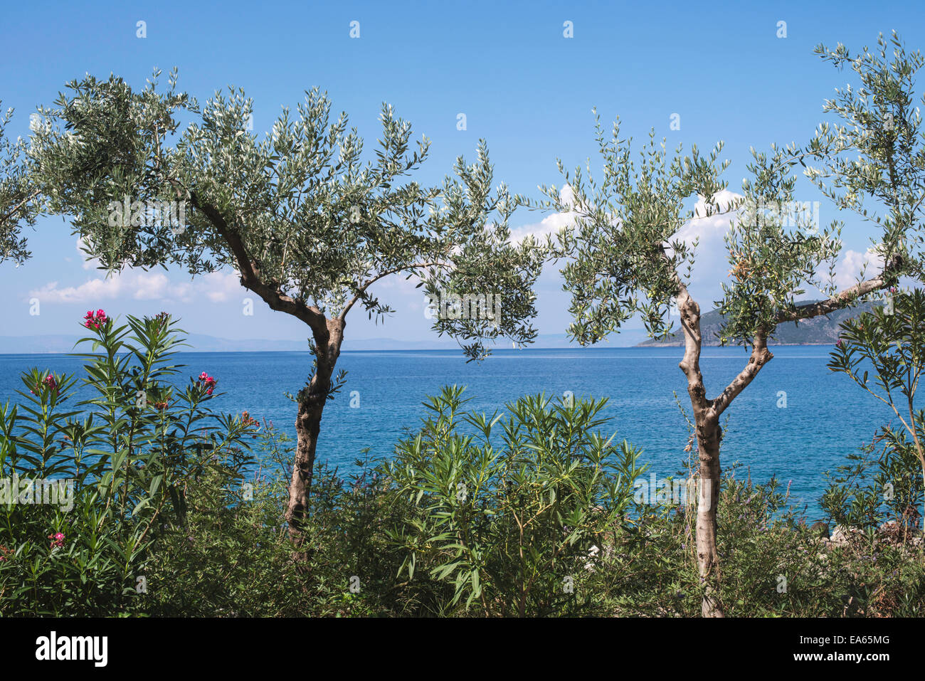 Olive trees cyprus sea hi-res stock photography and images - Alamy