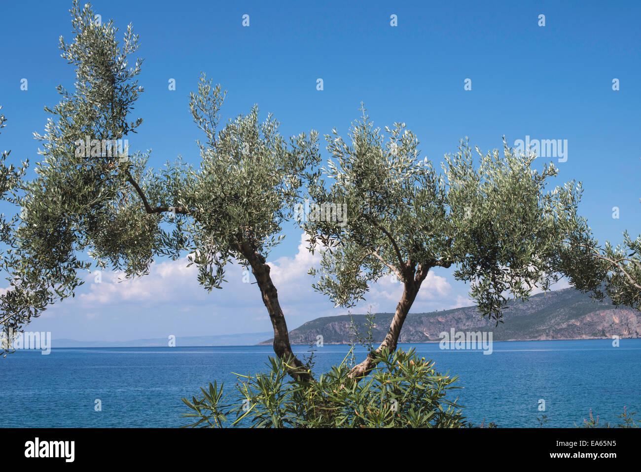 Olive tree on the beach. Blue sky Stock Photo - Alamy