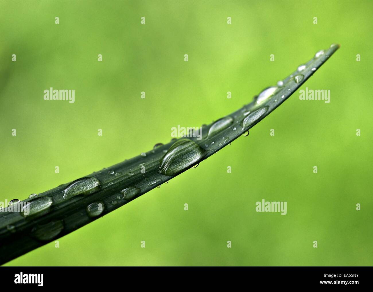 Grass with drops Stock Photo - Alamy