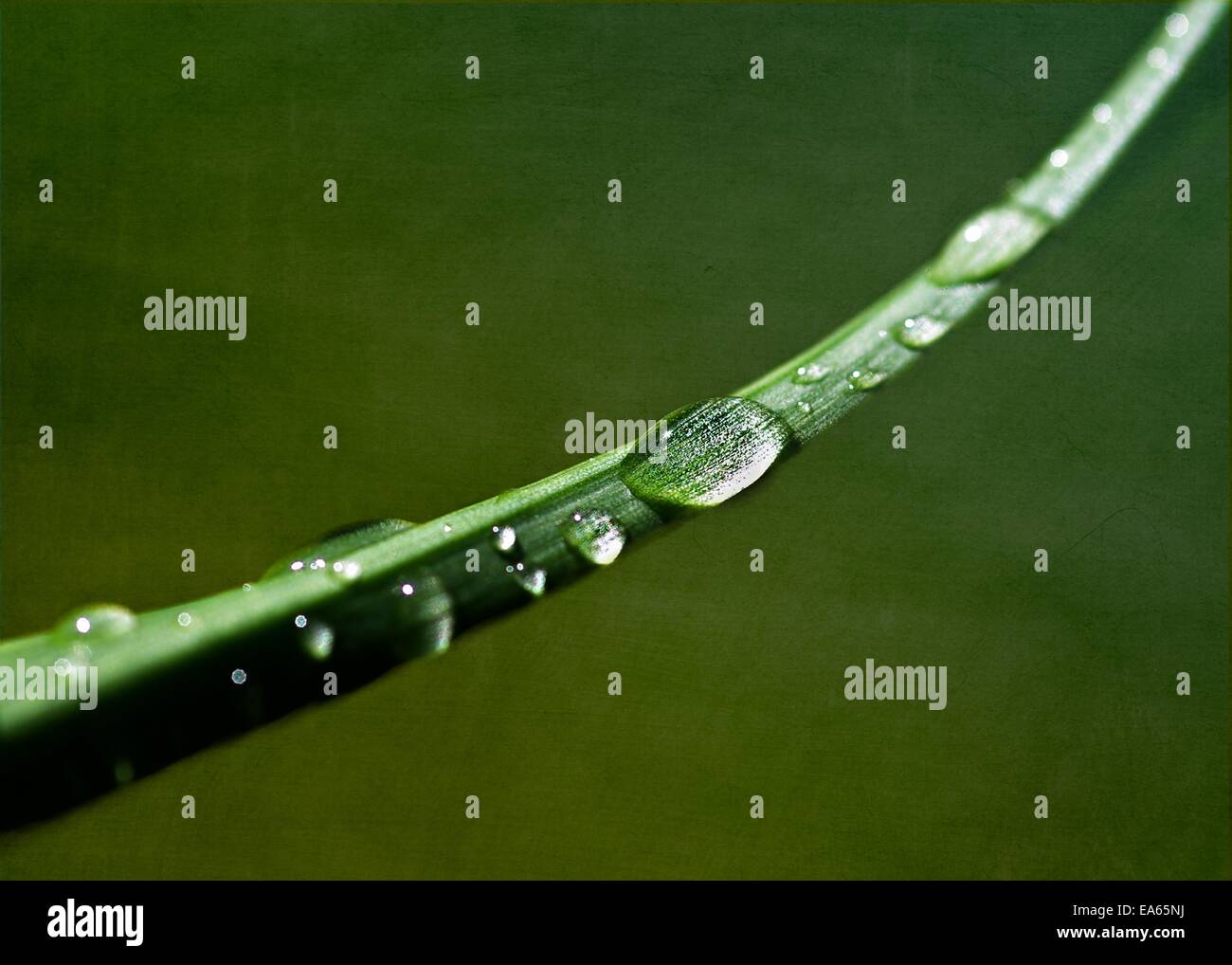Grass with drops Stock Photo - Alamy