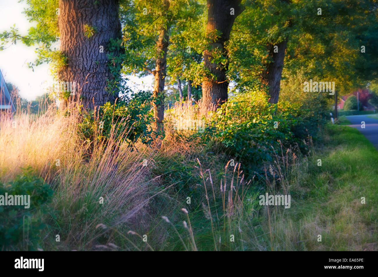 Summer_landscape hi-res stock photography and images - Alamy