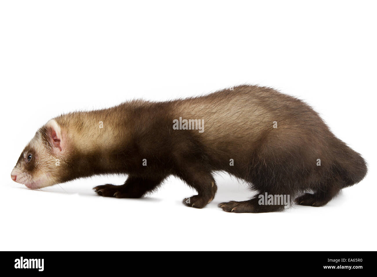 Playful ferret hi-res stock photography and images - Alamy