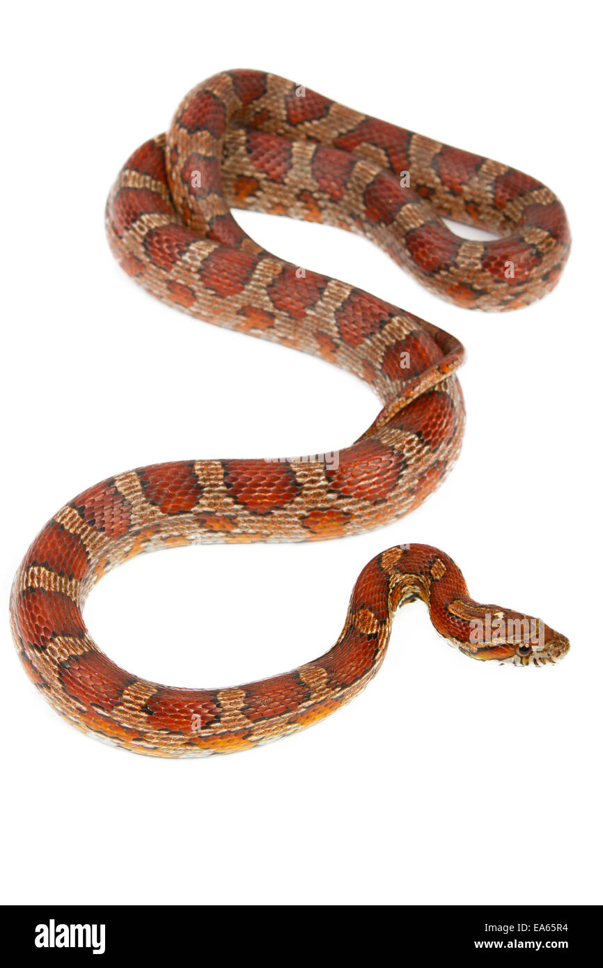 Black snake scales Cut Out Stock Images & Pictures - Alamy