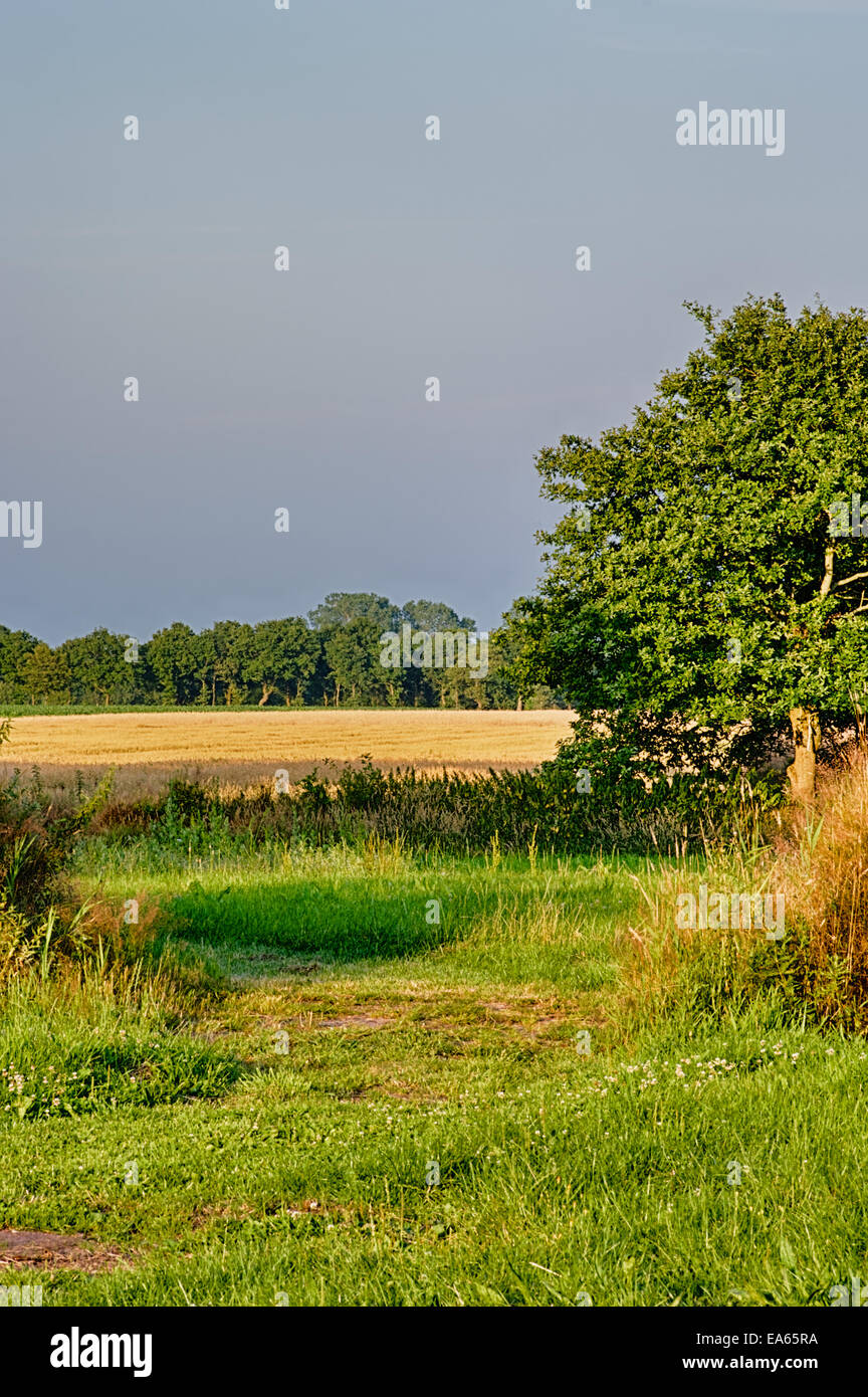 Summer_landscape hi-res stock photography and images - Alamy
