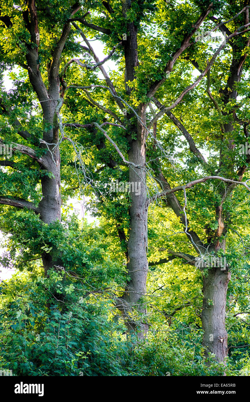Summer_landscape hi-res stock photography and images - Alamy
