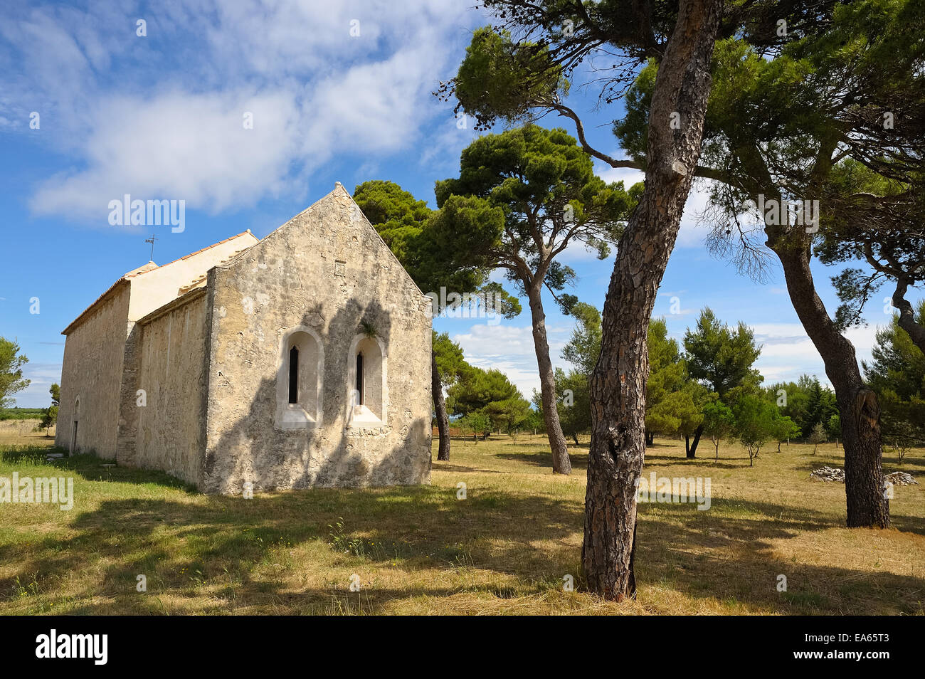 Old trees hi-res stock photography and images - Alamy