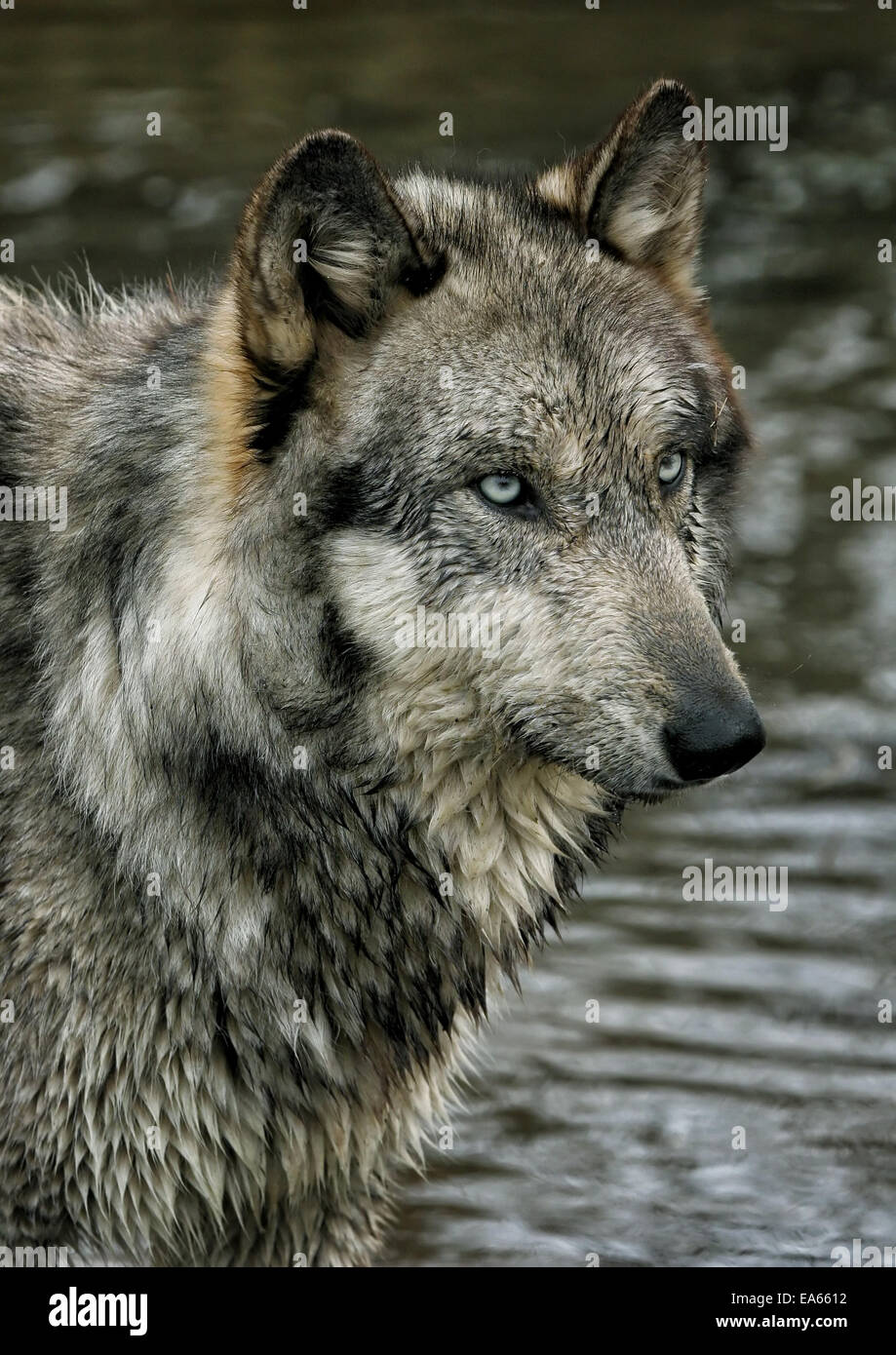 a beautiful male wolf portrait Stock Photo - Alamy