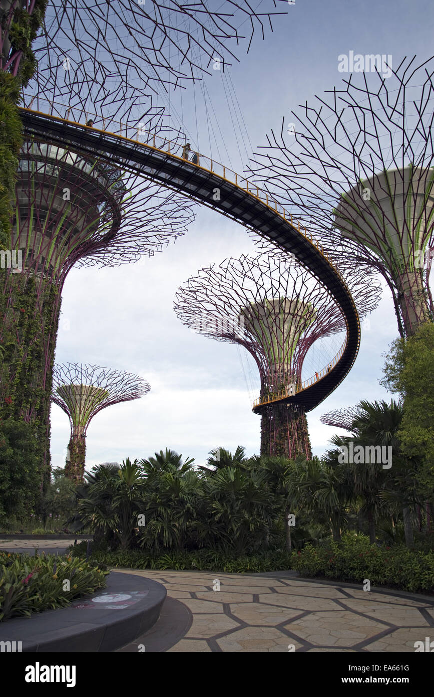 Supertrees, Gardens by the Bay, Singapore Stock Photo - Alamy