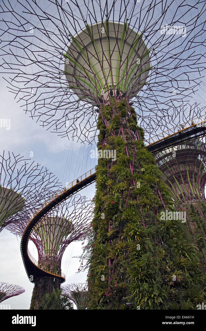 Supertrees, Gardens by the Bay, Singapore Stock Photo - Alamy