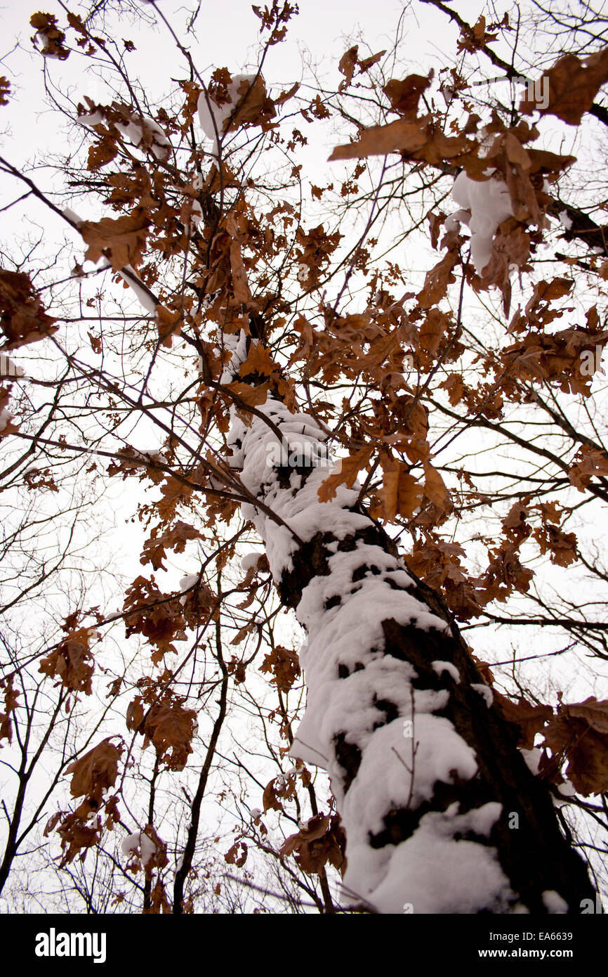 Brown on leaves hi-res stock photography and images - Alamy