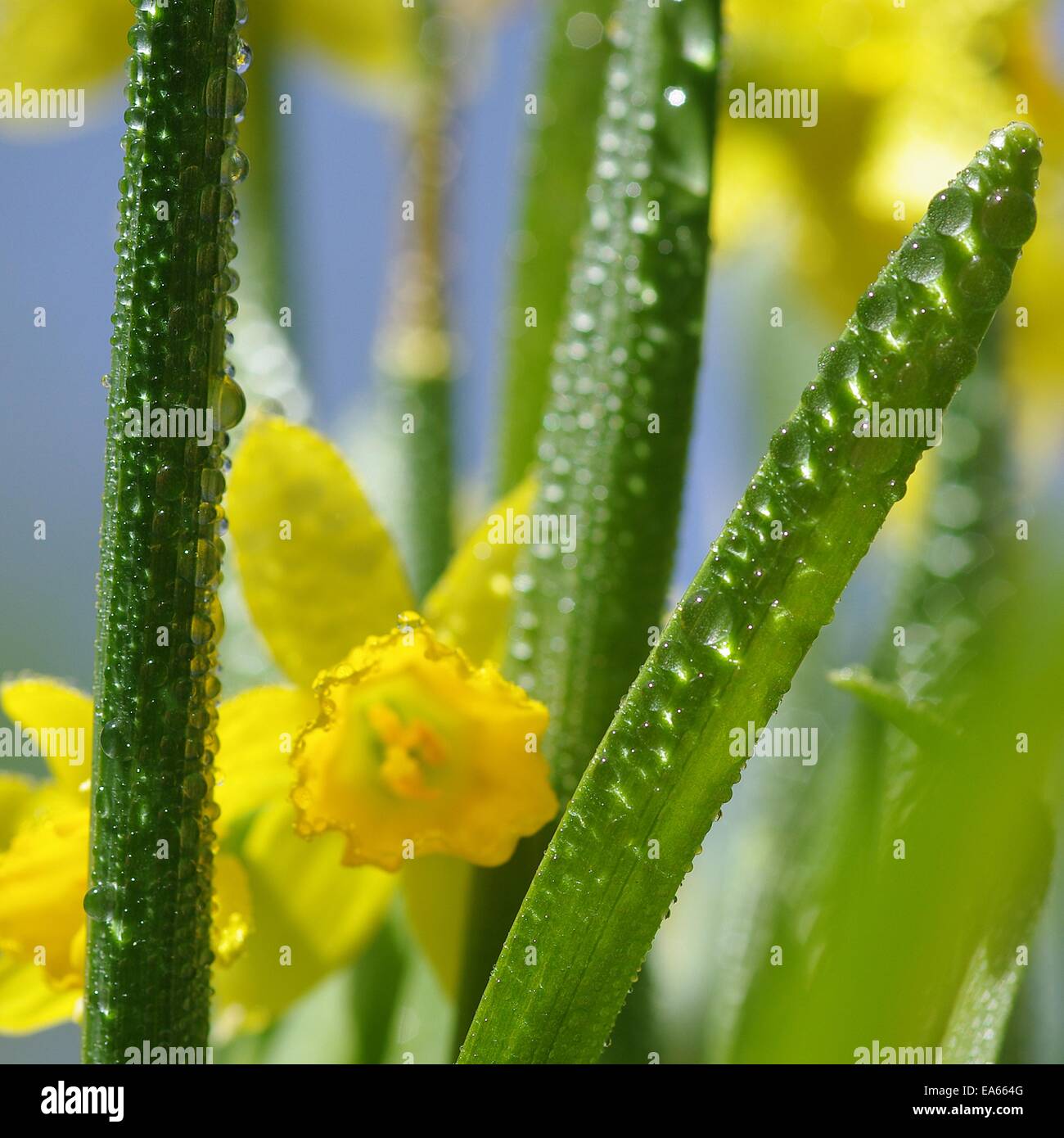 Waterdrops wasser hi-res stock photography and images - Alamy