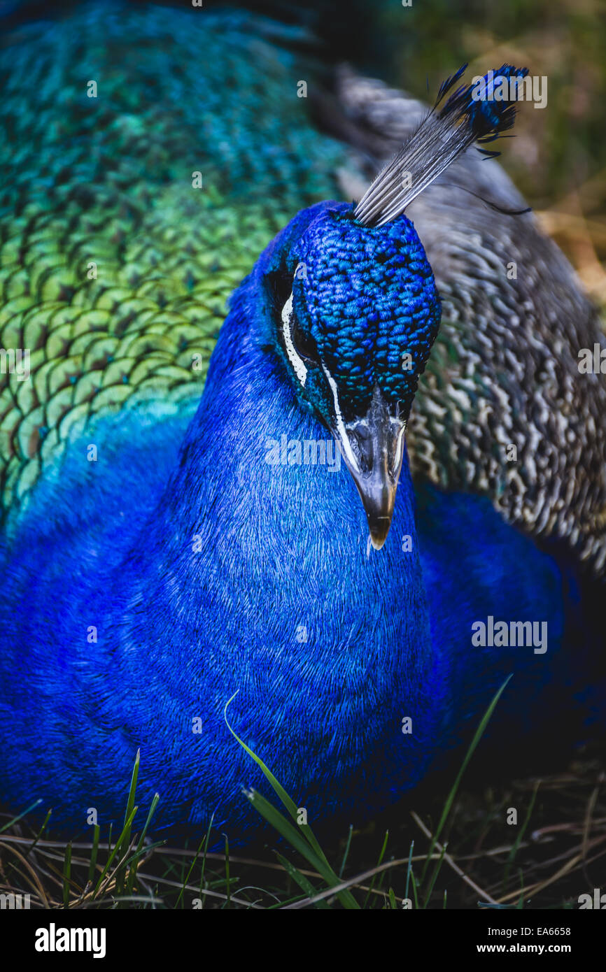 Peacock blue texture hi-res stock photography and images - Alamy