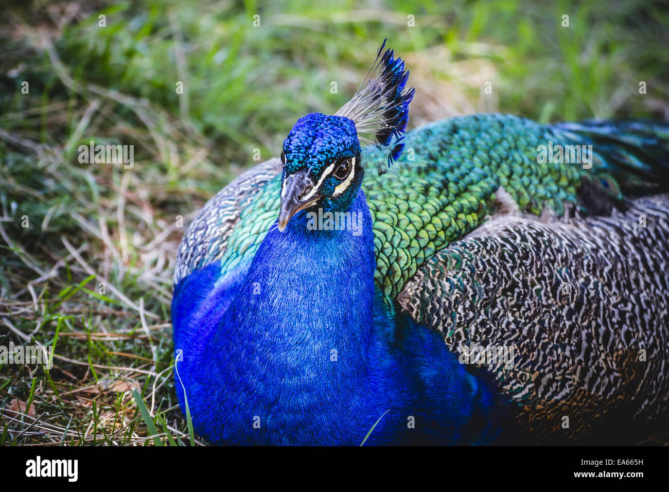 Peacock blue texture hi-res stock photography and images - Alamy