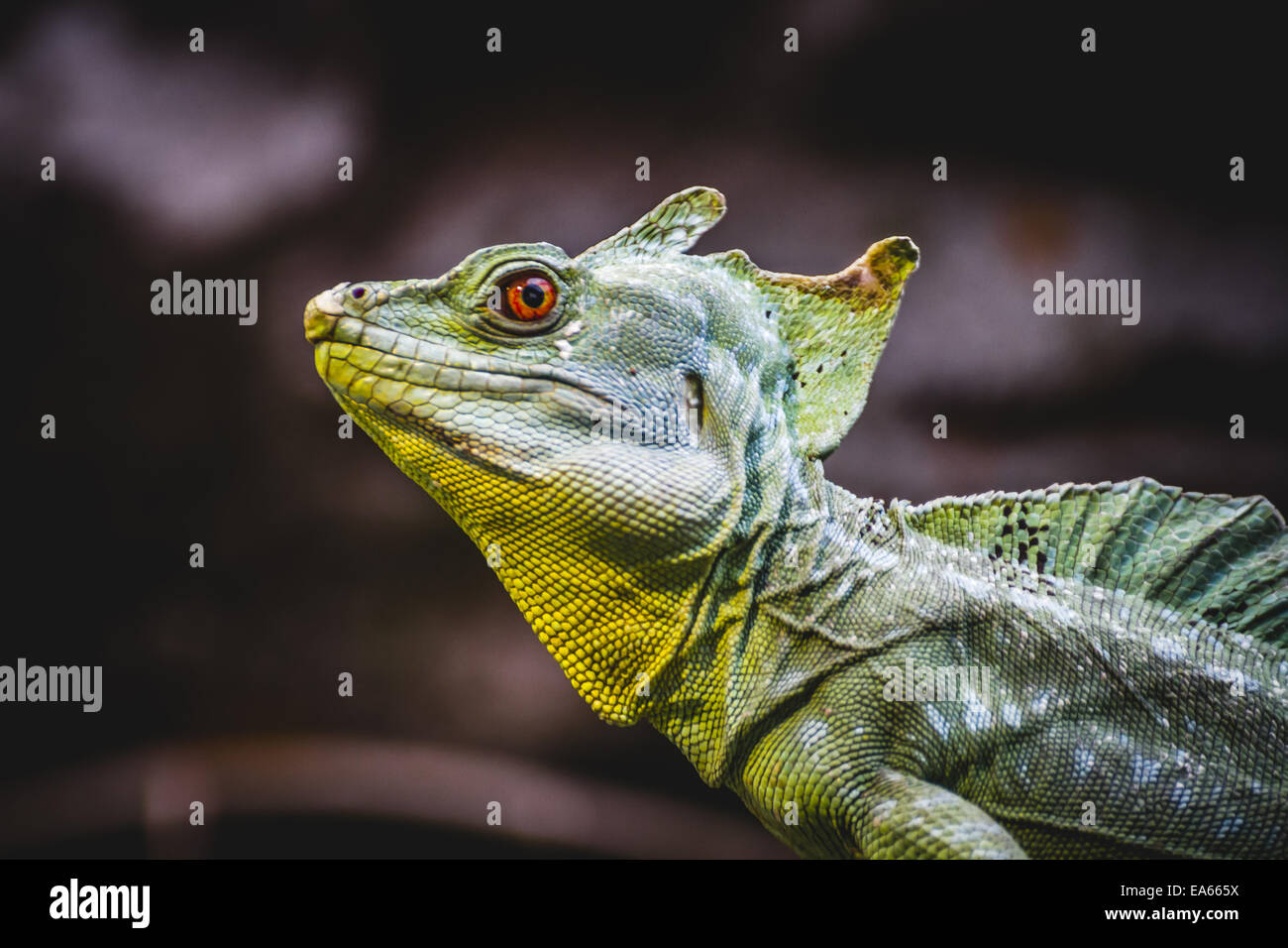 Lizard skin pattern hi-res stock photography and images - Alamy