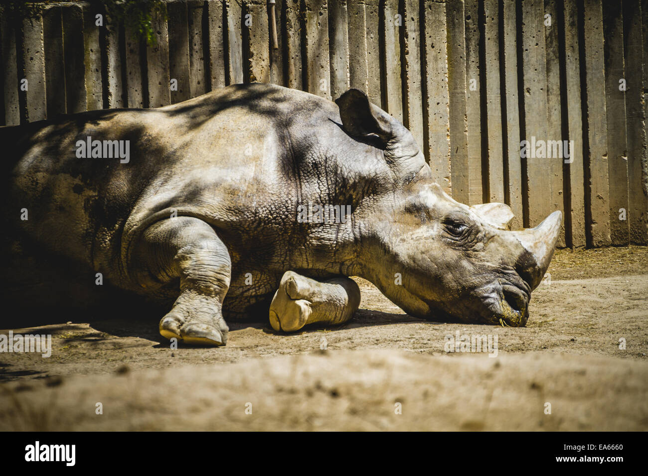 powerful rhino resting in the shade Stock Photo - Alamy