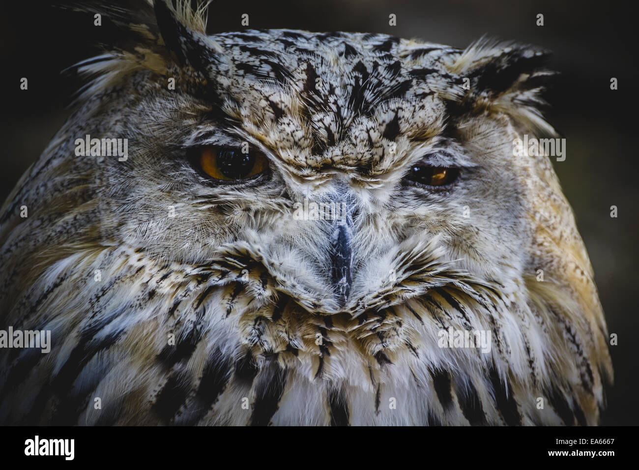 Medieval animal tree hi-res stock photography and images - Alamy