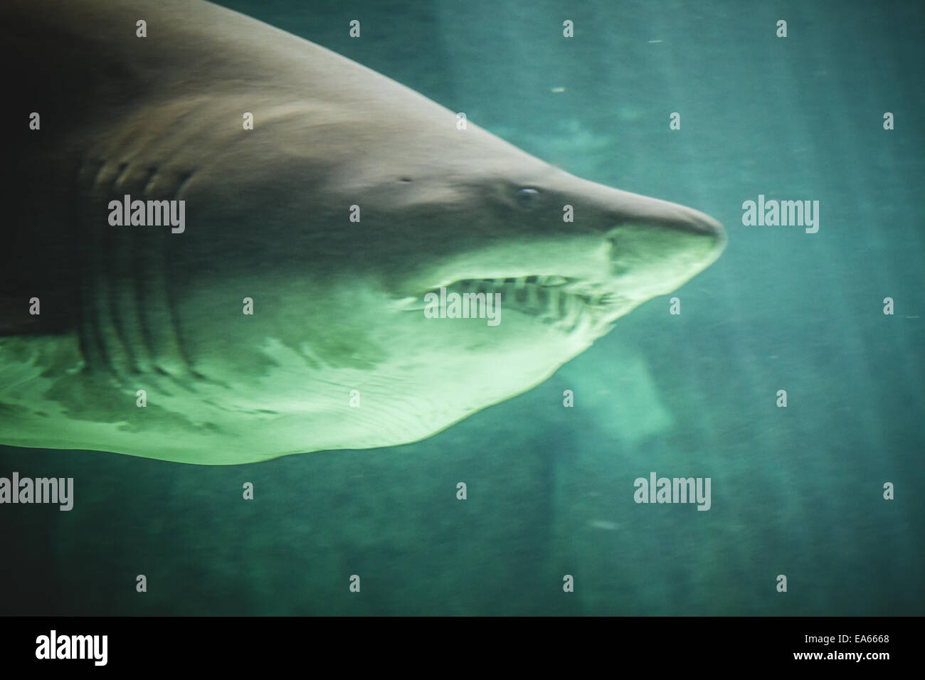 Sharks swim under blue water hi-res stock photography and images - Alamy