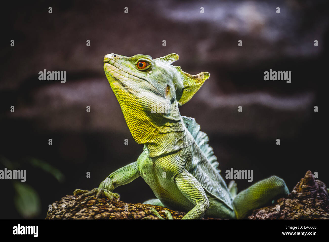 scaly lizard skin resting in the sun Stock Photo - Alamy