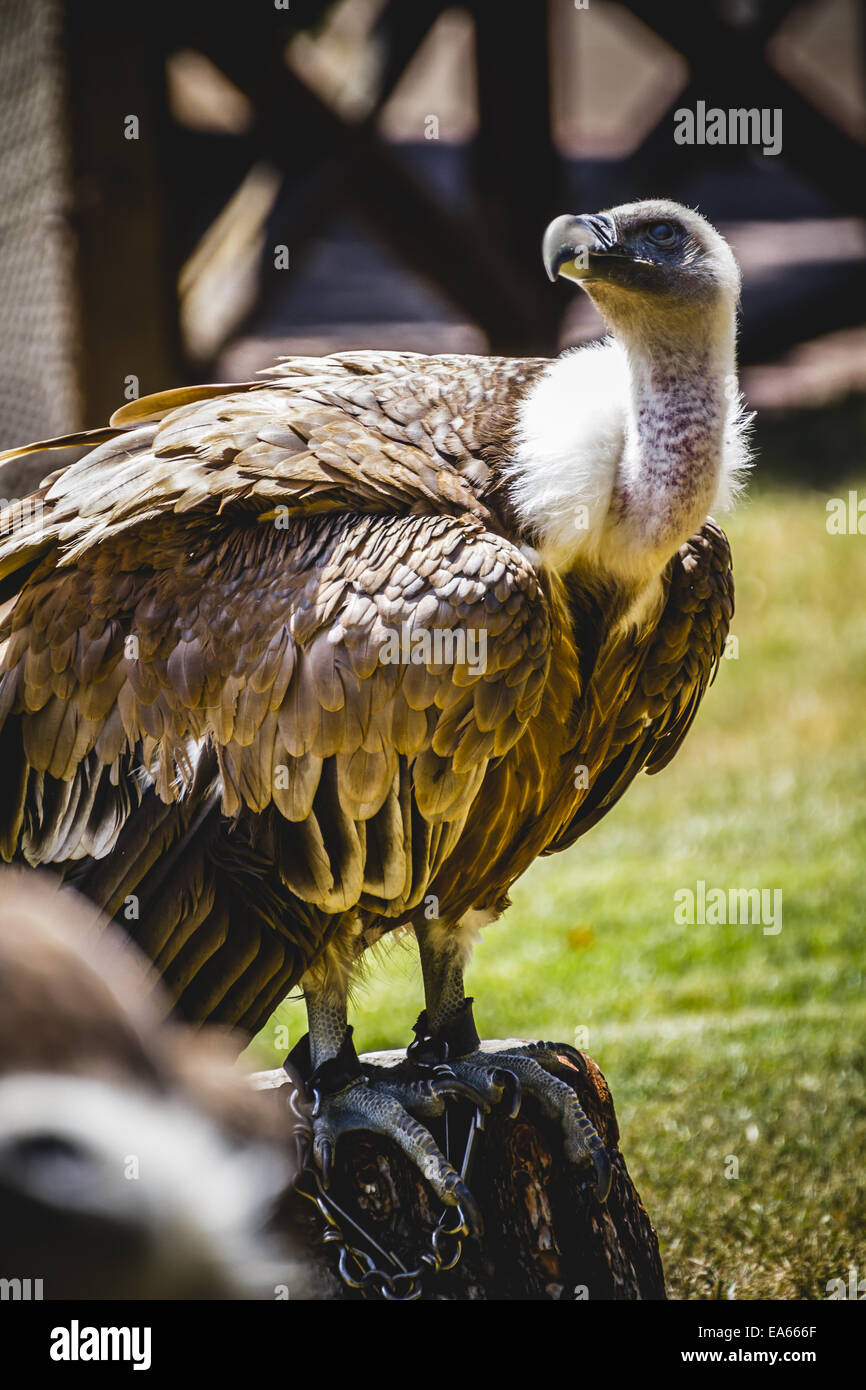 scavenger vulture resting on a branch Stock Photo - Alamy