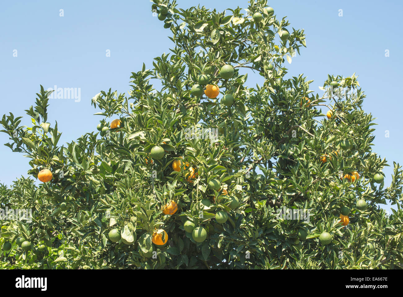 Orange trees in plantation. Agriculture trees Stock Photo - Alamy