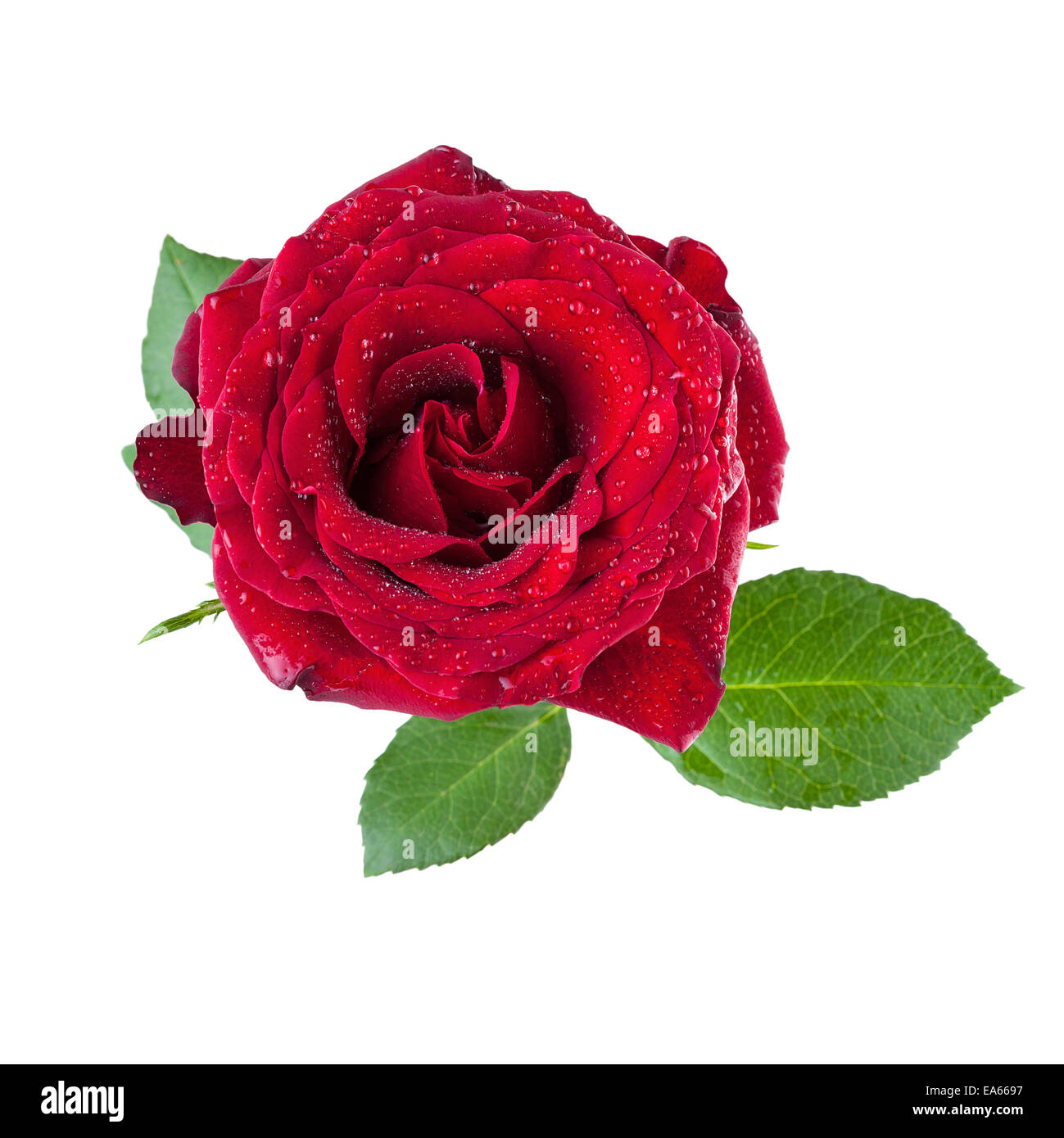 Red Rose Flower isolated Stock Photo - Alamy