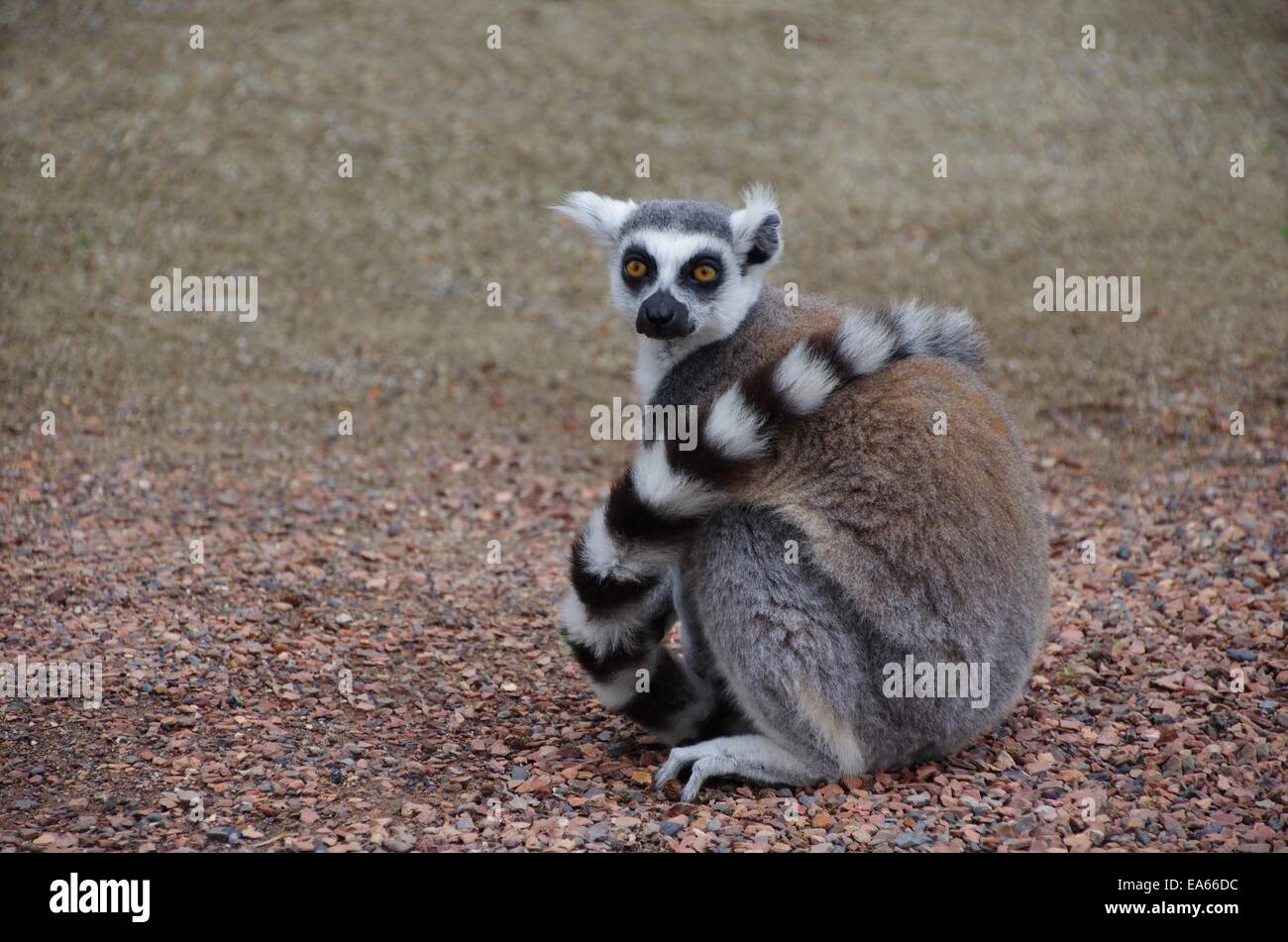 Katta affe hi-res stock photography and images - Alamy