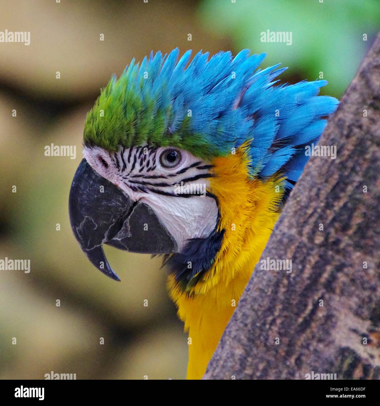 Ara papagei hi-res stock photography and images - Alamy