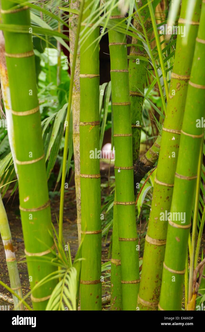 Bamboo t hi-res stock photography and images - Alamy