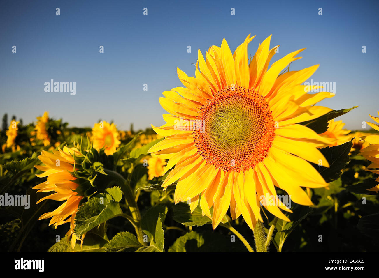 Large sunflower on field Stock Photo - Alamy