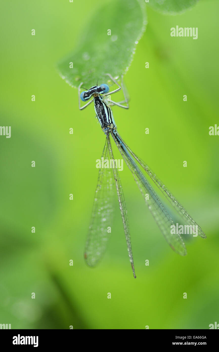 White legged damselflies hi-res stock photography and images - Alamy
