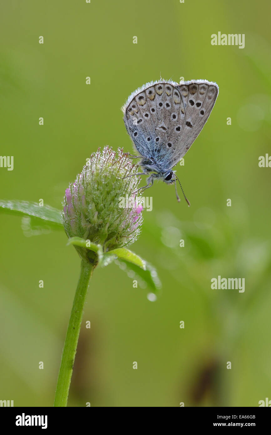 Adonis hi-res stock photography and images - Alamy