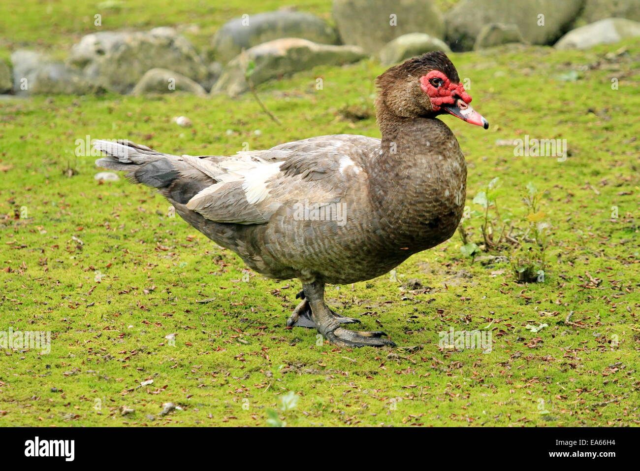 Muscovy cairina moschata hi-res stock photography and images - Alamy