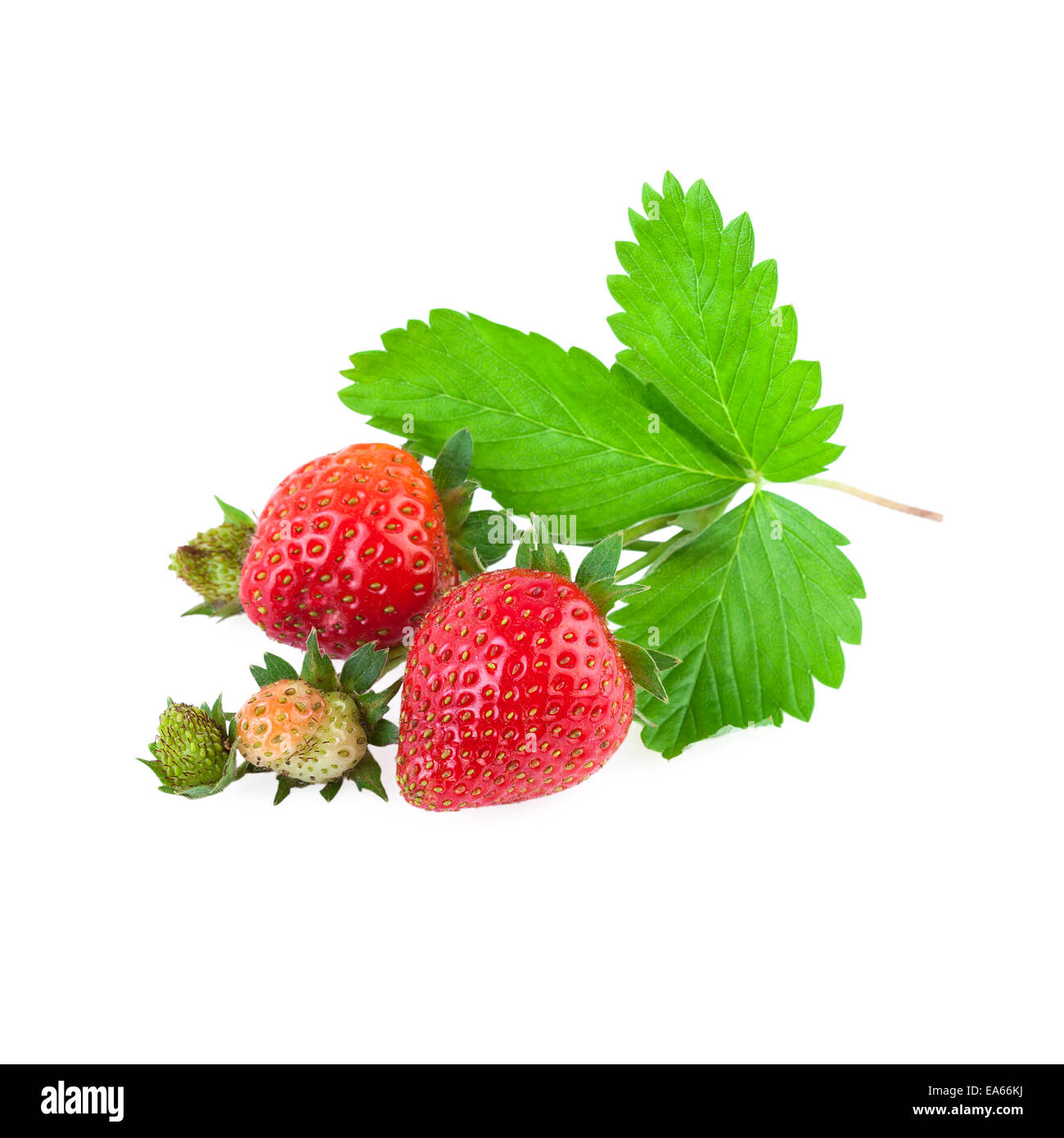 Strawberry square Cut Out Stock Images & Pictures - Alamy