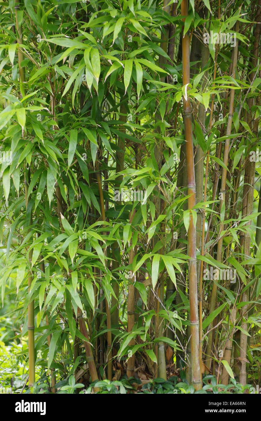 Bambusa oldham hi-res stock photography and images - Alamy